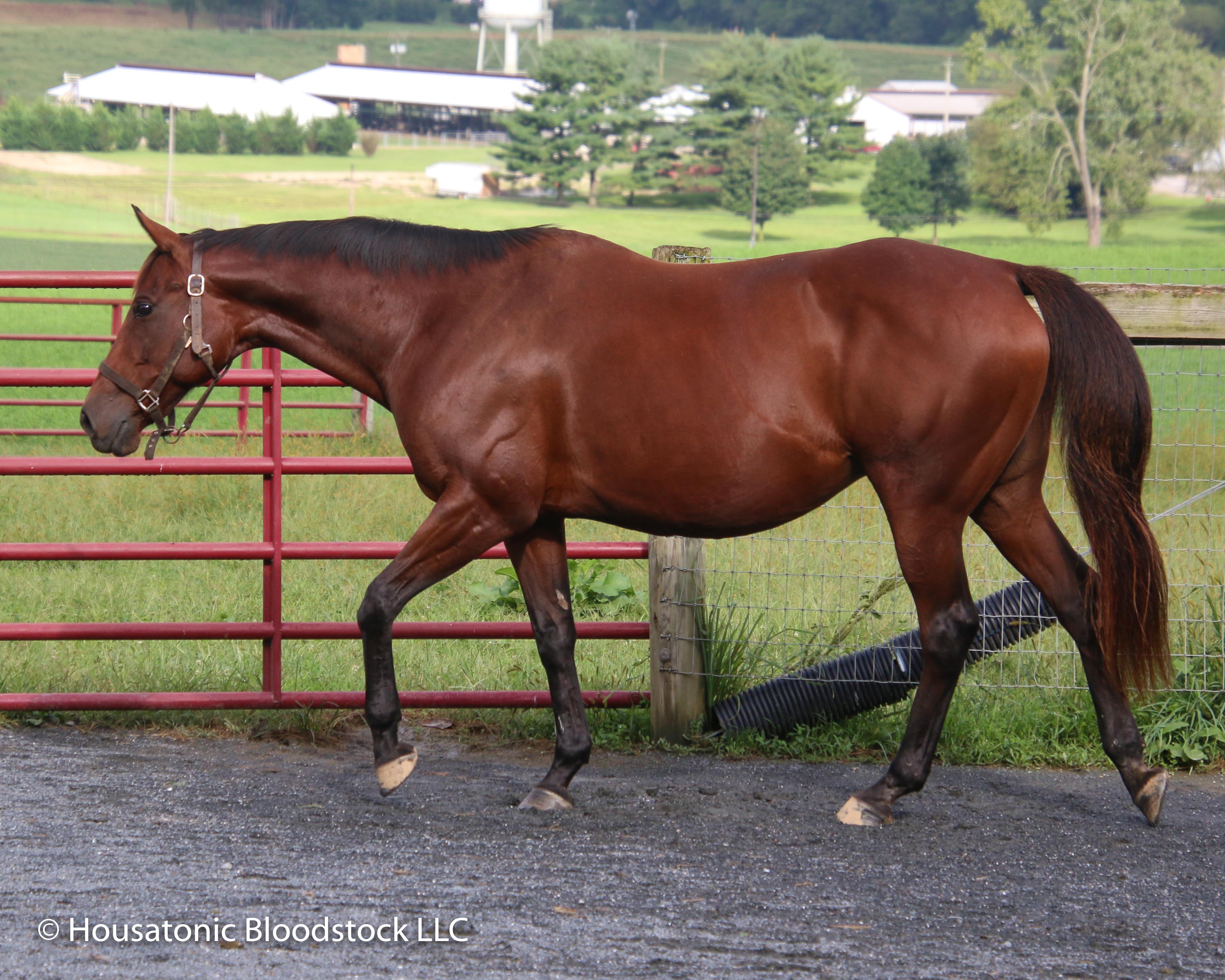 Wasabi Ventures Stables